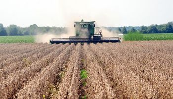 From Wheat to Flour--A Kitchen Staple