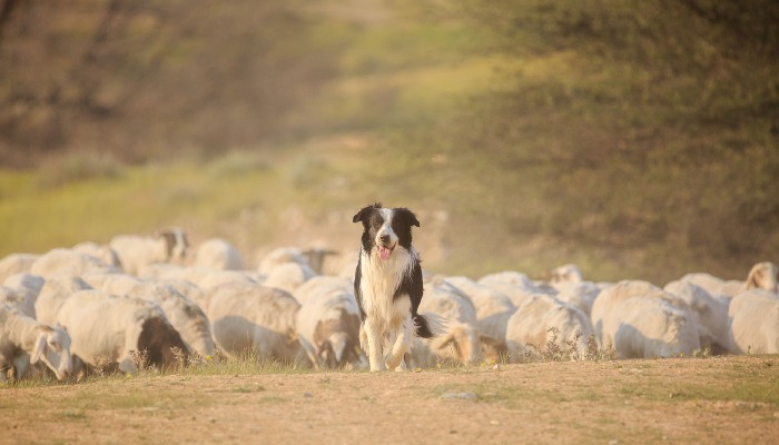 7 Ways to Protect Livestock From Predators