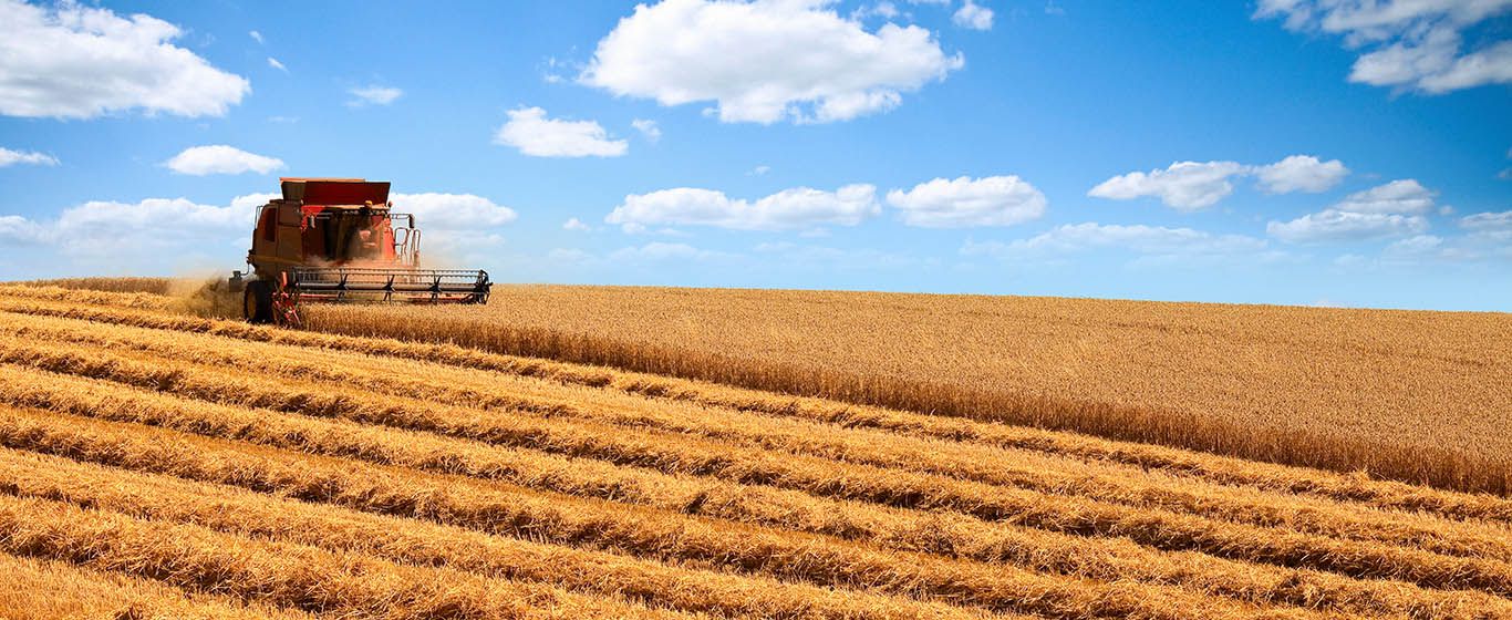 From Wheat to Flour--A Kitchen Staple