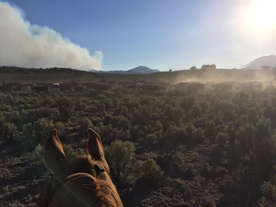 A Call for More Firefighting Cows & Sheep