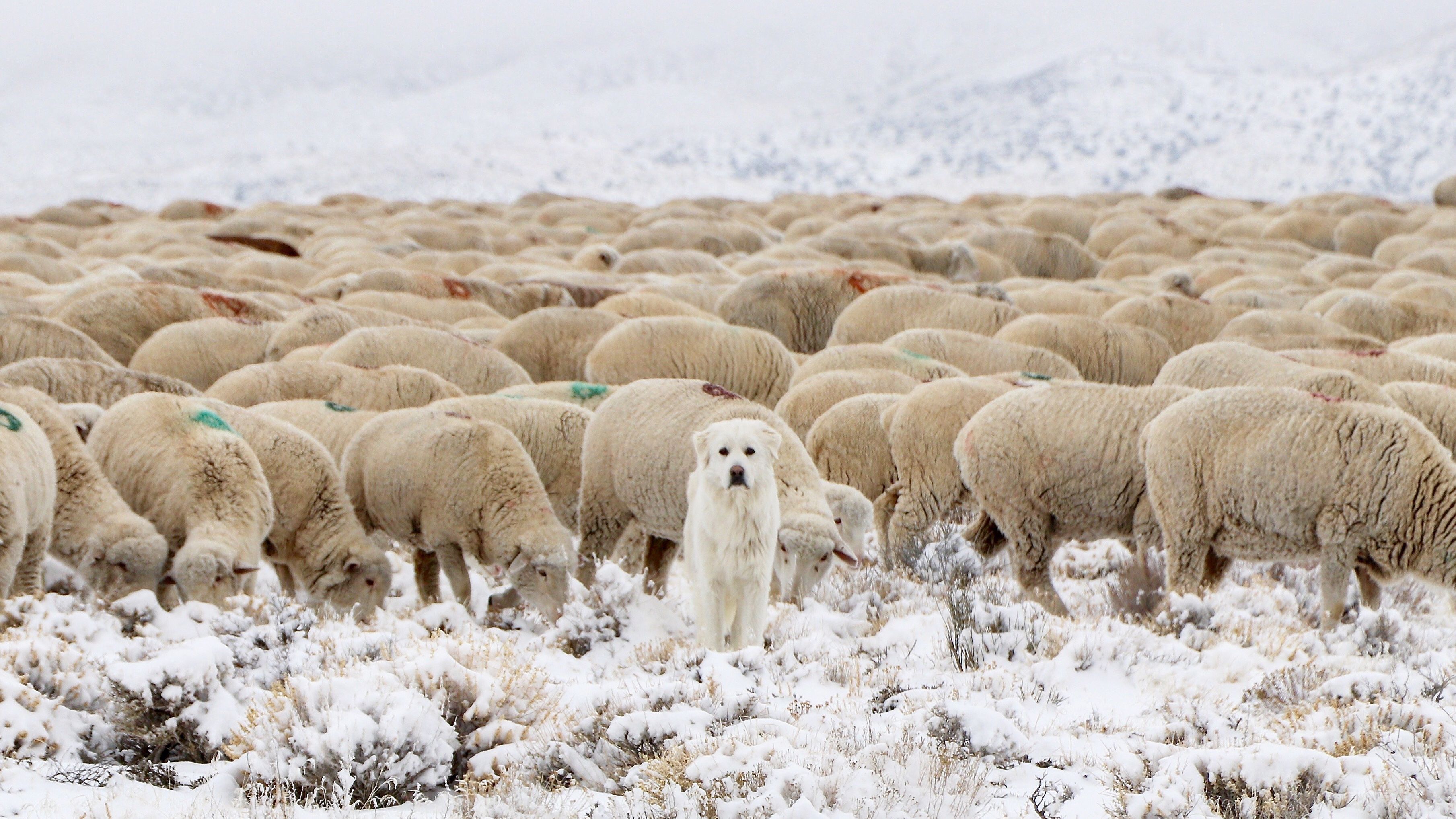Cold Weather Tips for Outdoor Work and Animal Care
