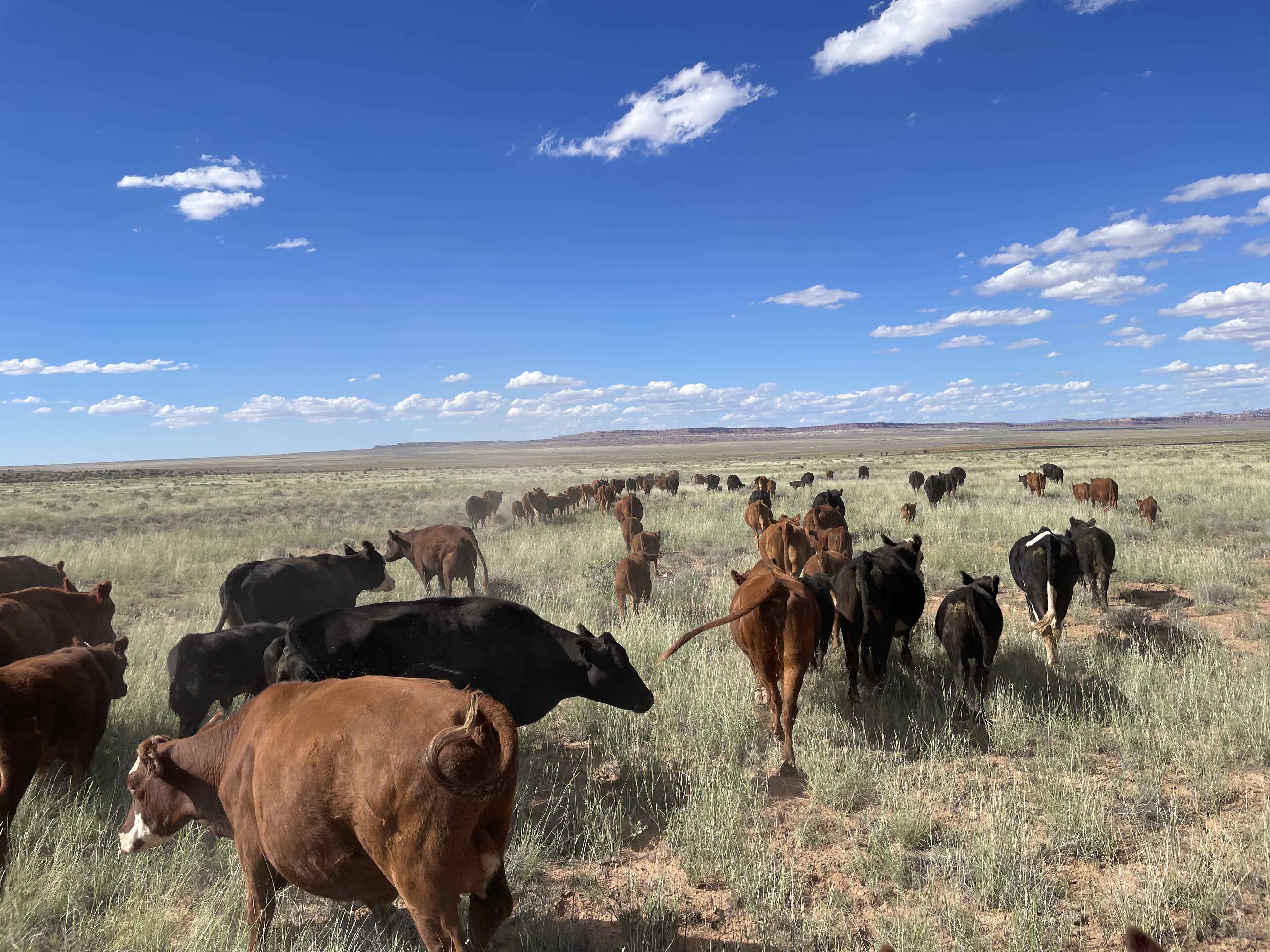 Utah Farm Bureau Submits Comments for Proposed Grand Canyon National ...