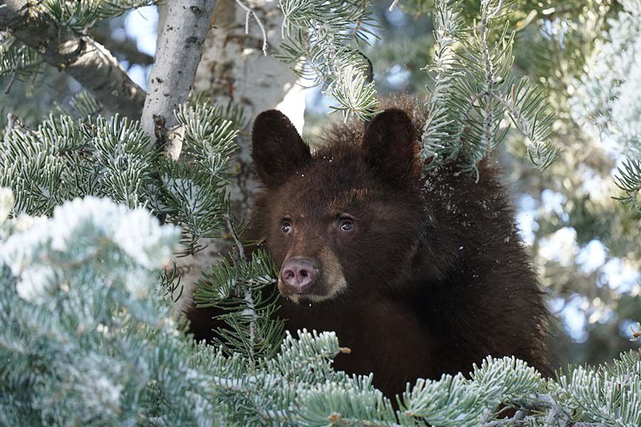 Utah Wildlife Board approves changes to Utah prairie dog rule, bear hunting