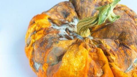 Happy National Pumpkin Day!