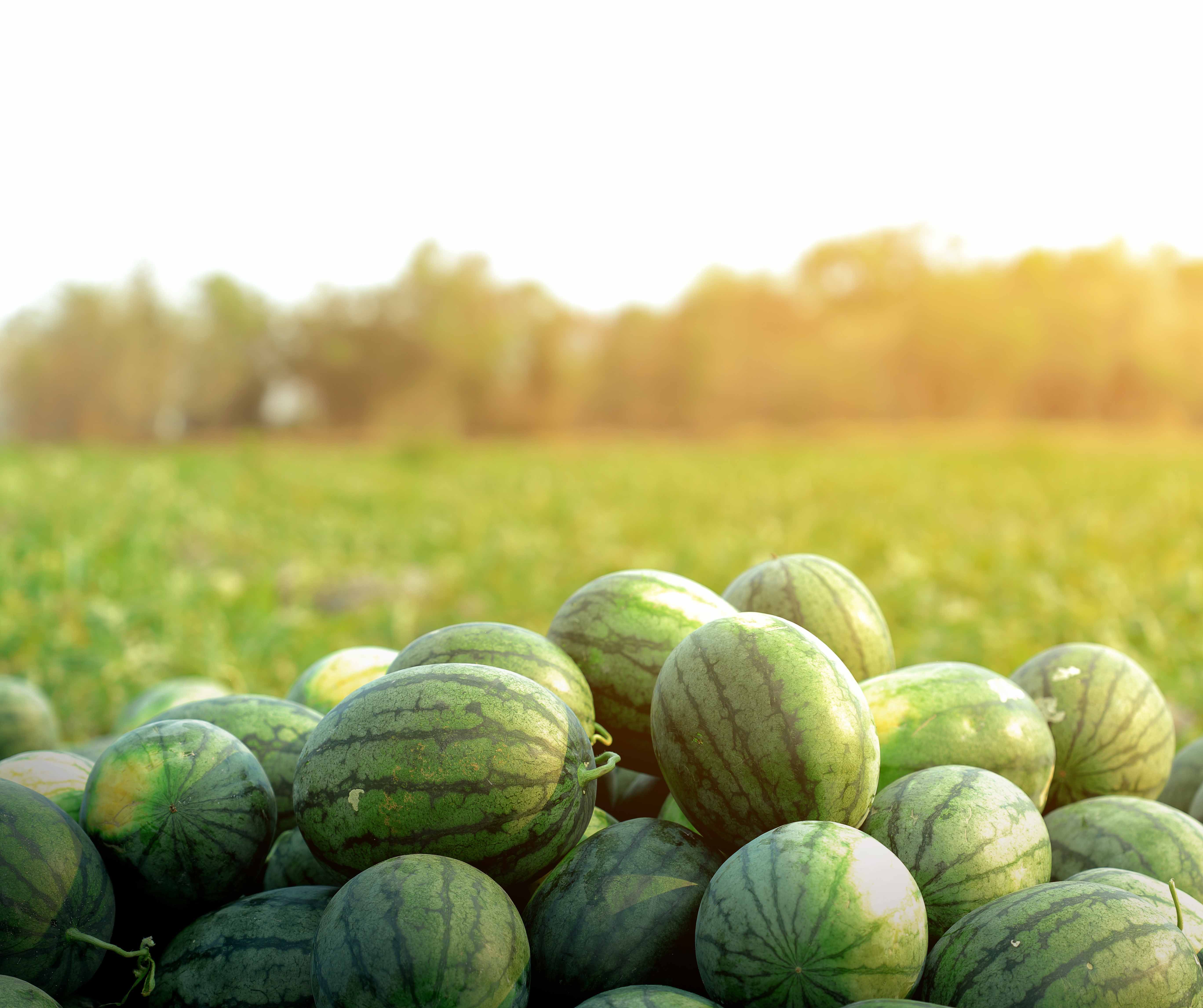 Sweet Summertime Melons!