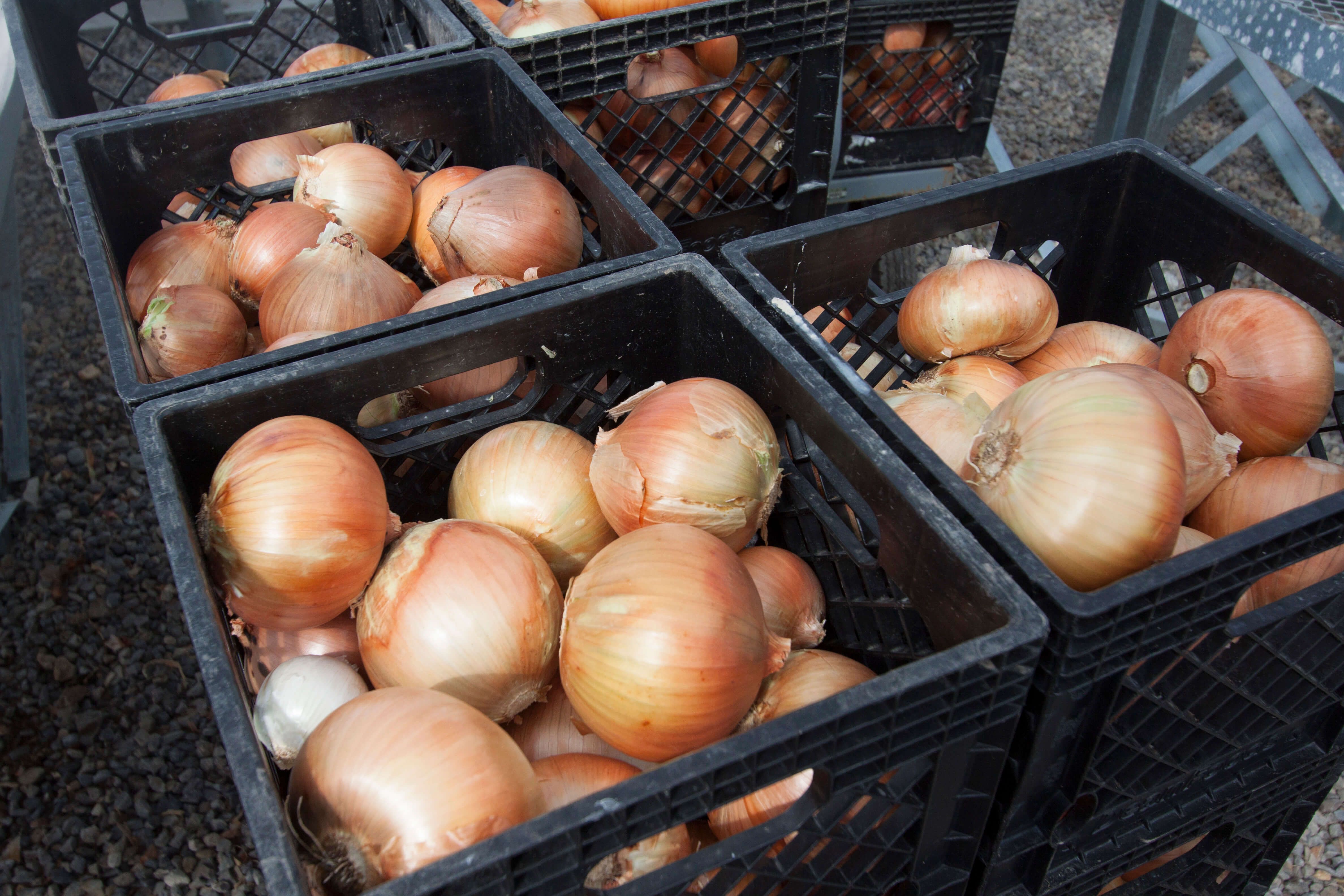 The Salt Lake County Jail Horticulture Program – Growing Food and ...