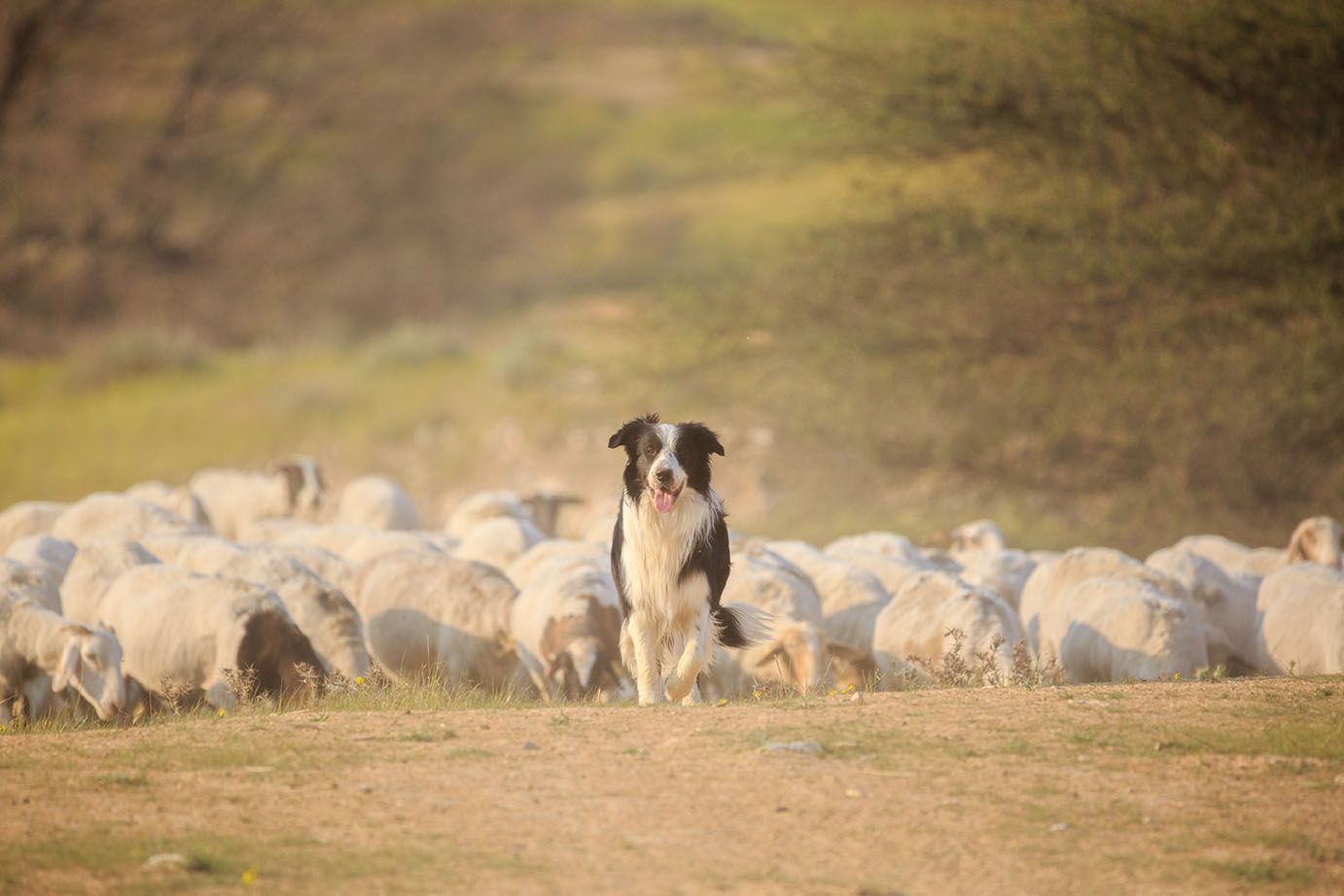 Farm Bureau Extends Deadline for Top Dog Honors