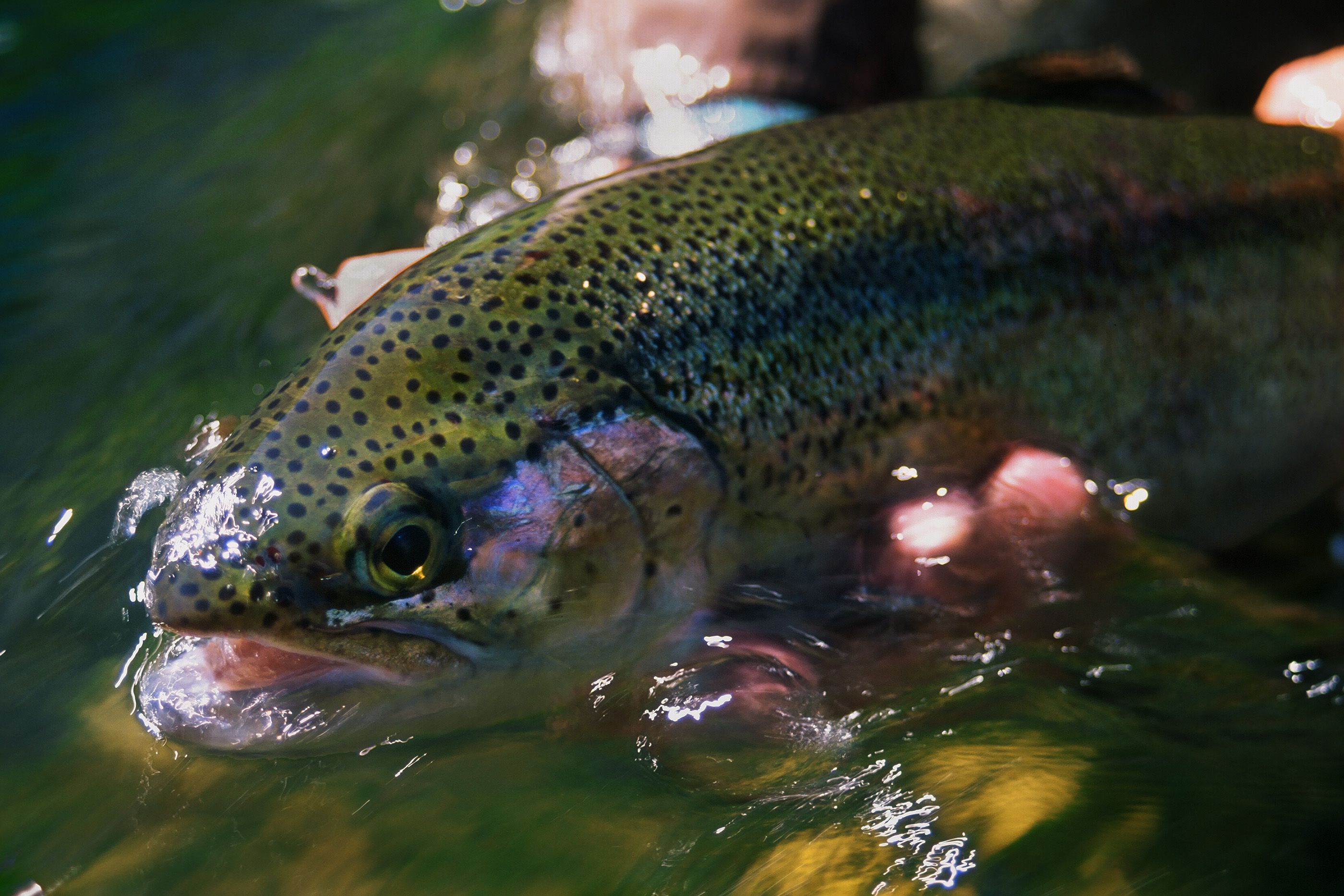 Fish Tales: Trout farmer shares fish stories from generations on the river