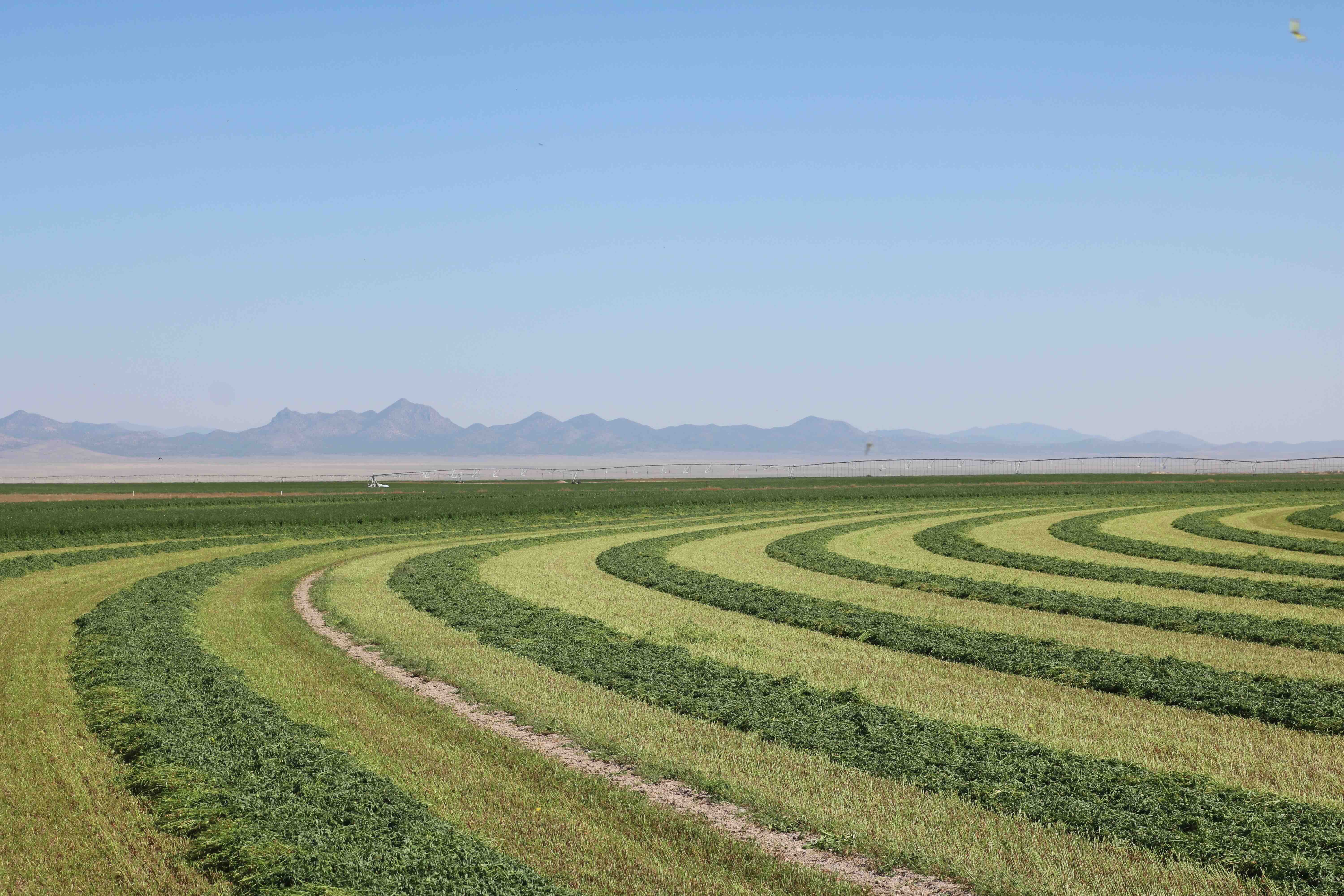 Alfalfa in the Red: Rising Costs, Falling Returns