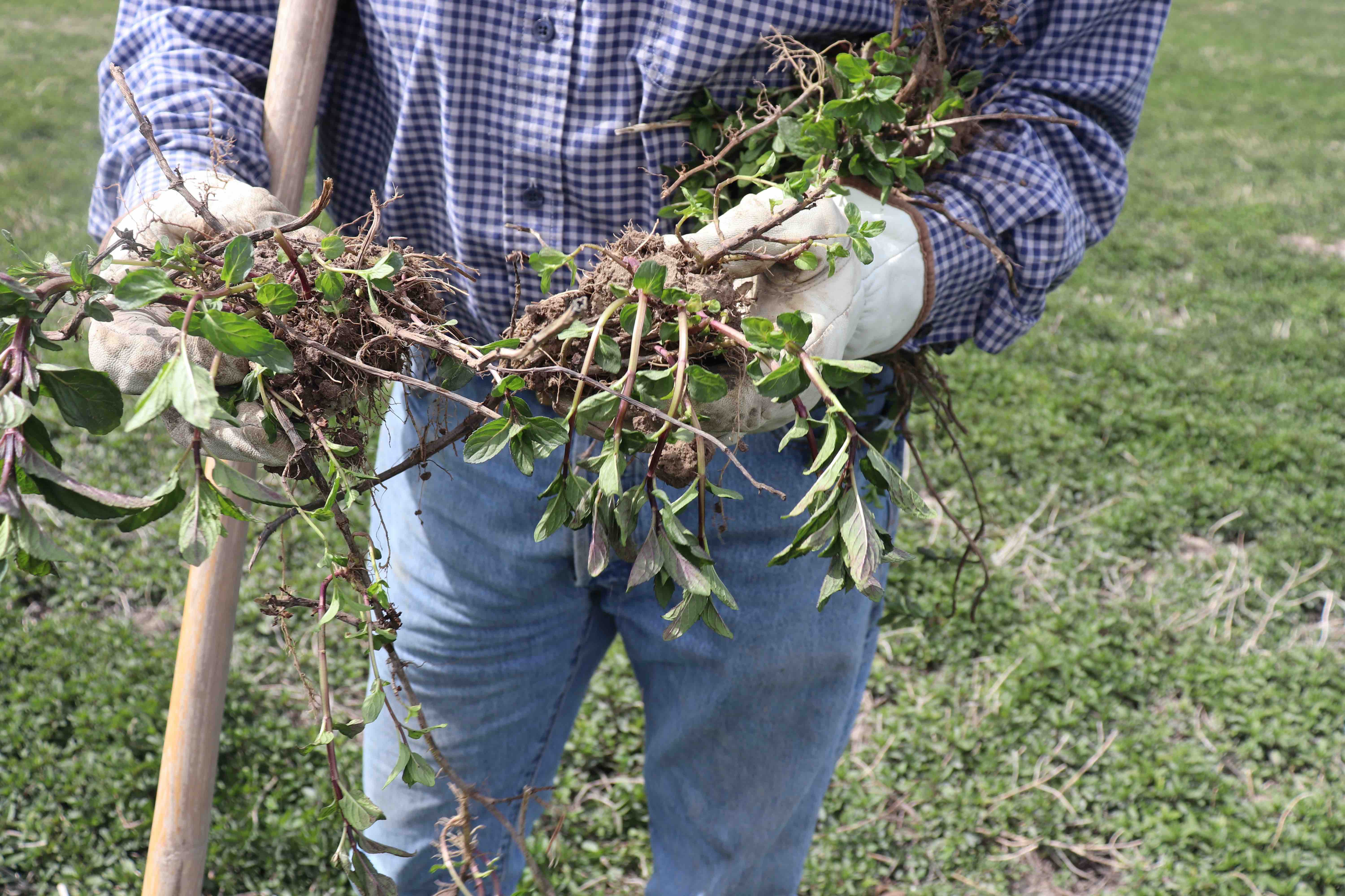 ExciteMINT at Utah's CL Marble Farms