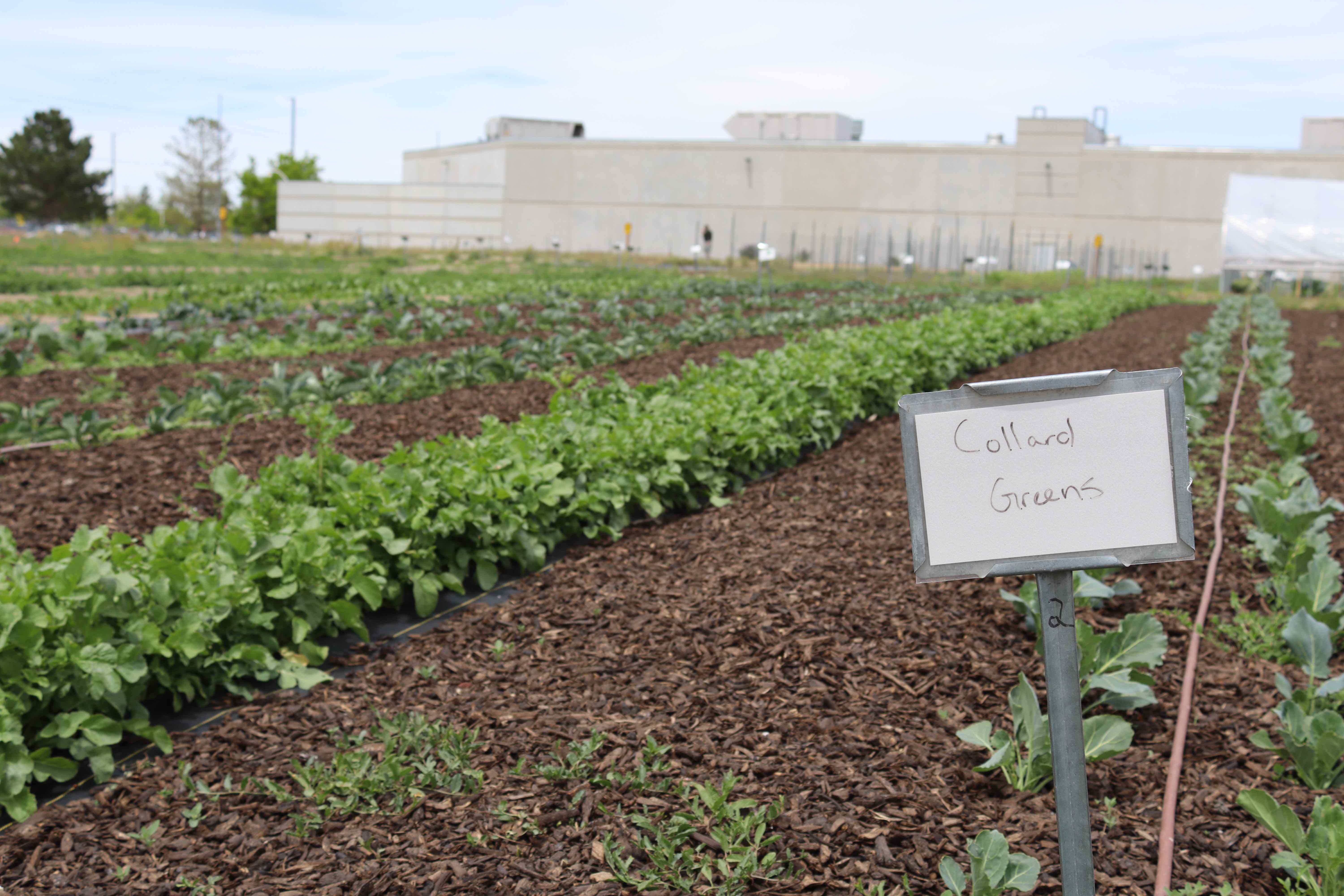 The Salt Lake County Jail Horticulture Program – Growing Food and ...