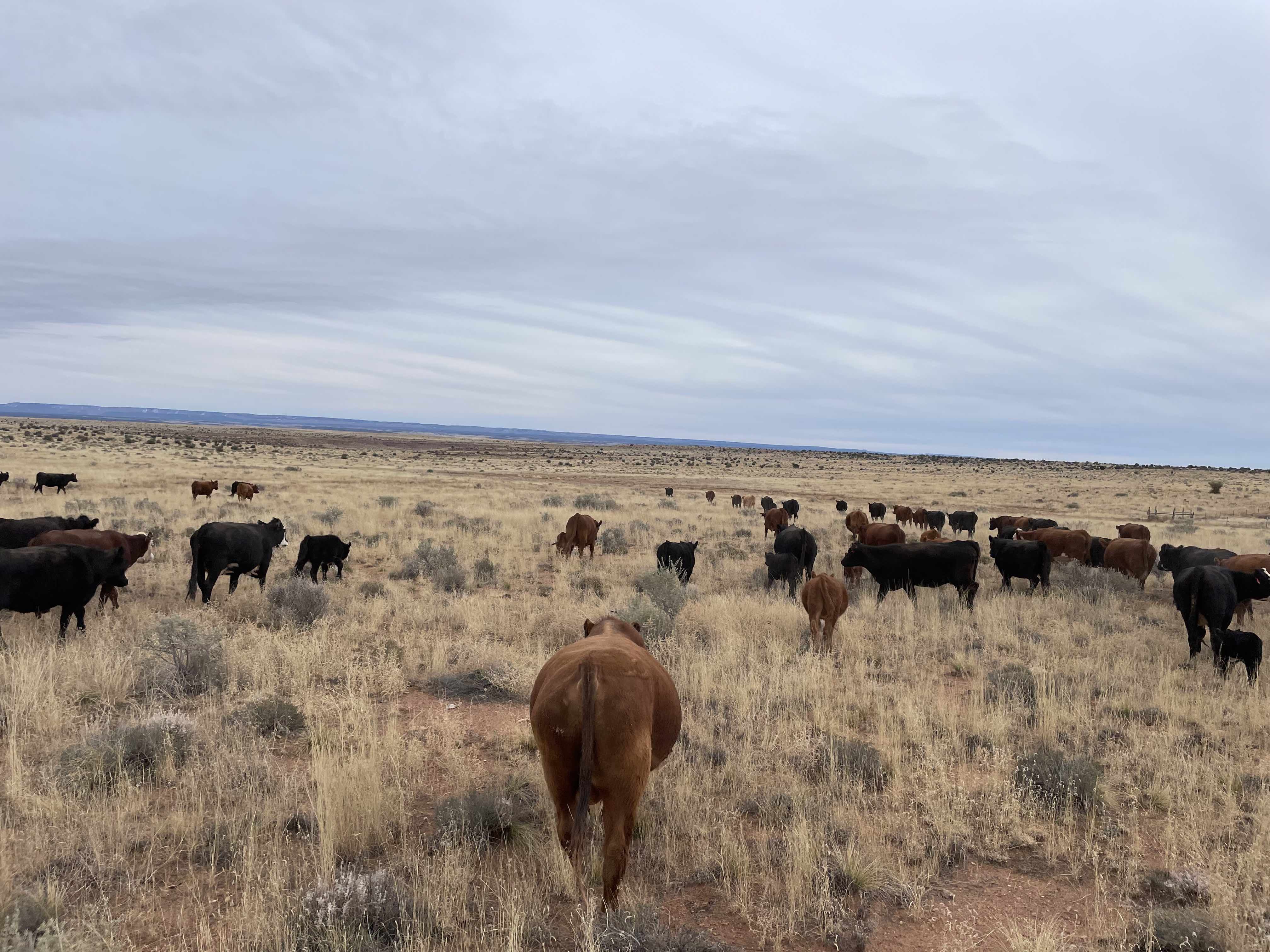 Utah Farm Bureau Submits Comments for Proposed Grand Canyon National ...