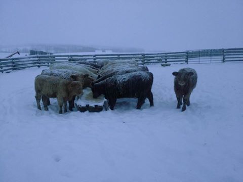 Why don’t cows freeze outside in the winter?