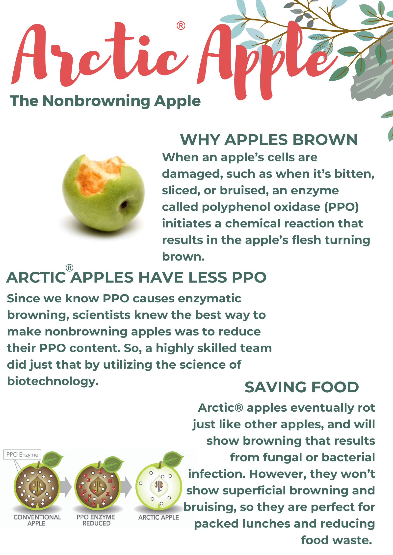 All About Apples