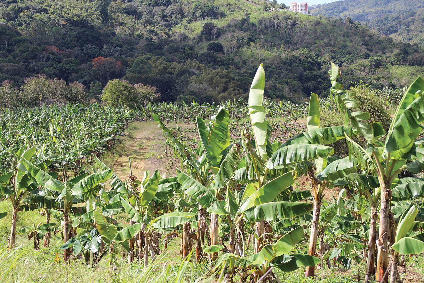 Our Best Farm Bureau Convention Yet: Puerto Rico